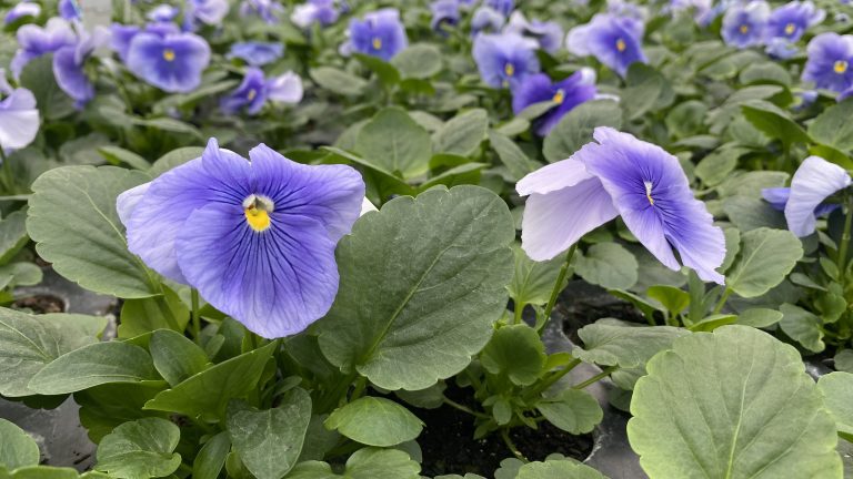 Documents de certification Plante Bleue - Certifications du Végétal