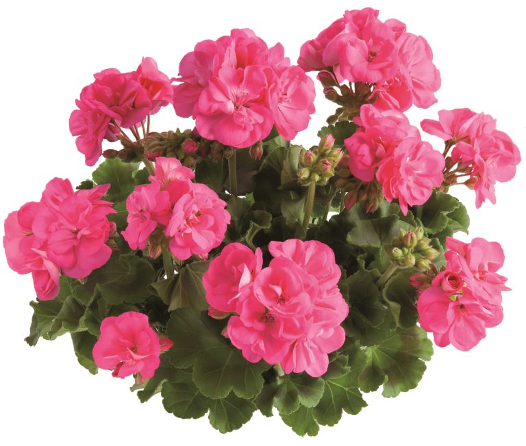 Toscana® Trend Hot Pink (Hanna) - Certifications du Végétal